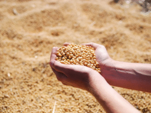 Why Soy? - Discover Soy